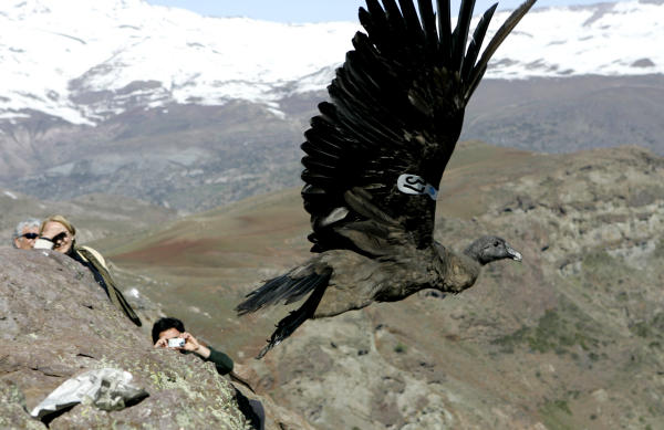 US, Argentine scientists join to preserve condors