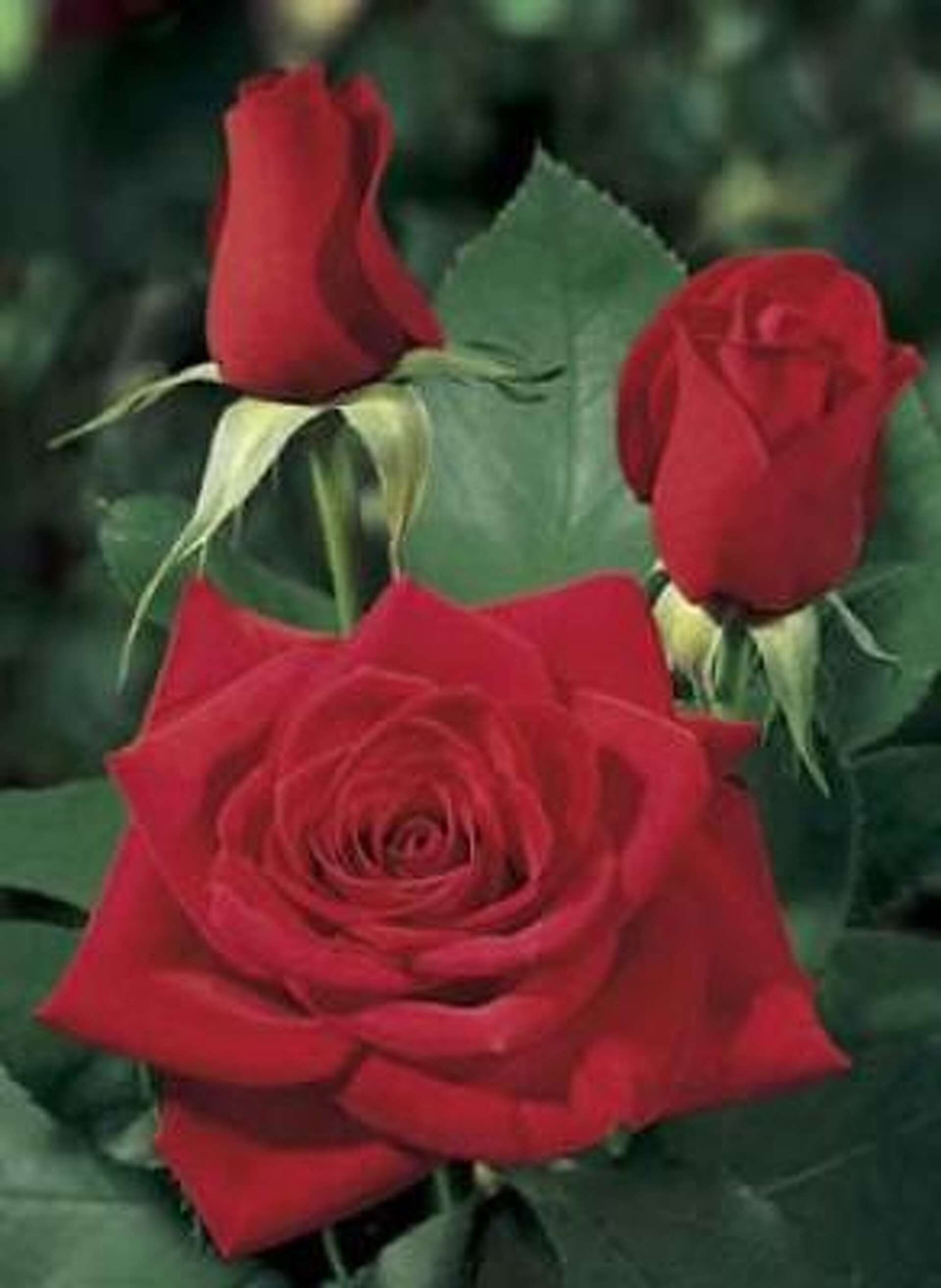 A dozen roses to plant