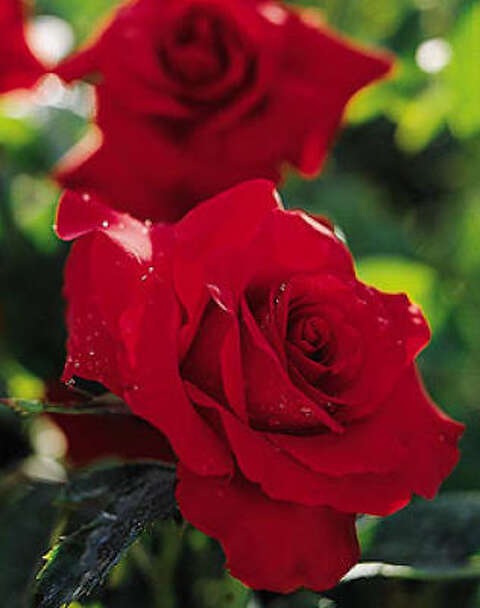 A dozen roses to plant