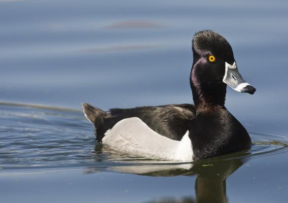 Fall brings visiting ducks