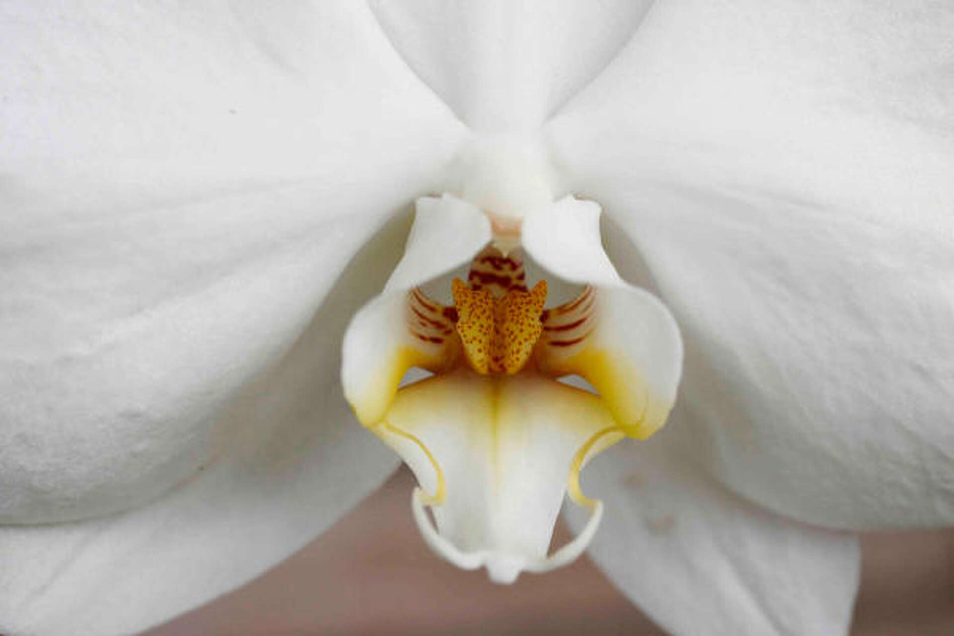Orchid obsession: When blooms take over