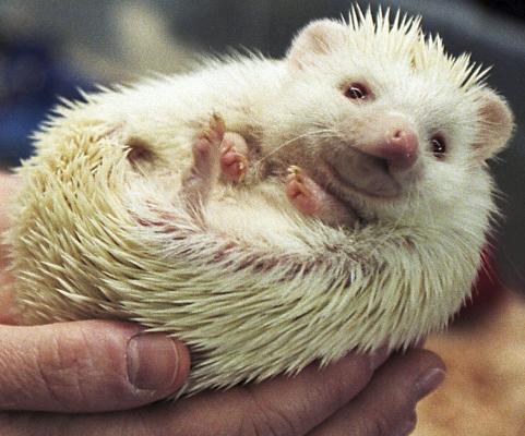 Doctors: No exotic pets for kids under 5 due to germs