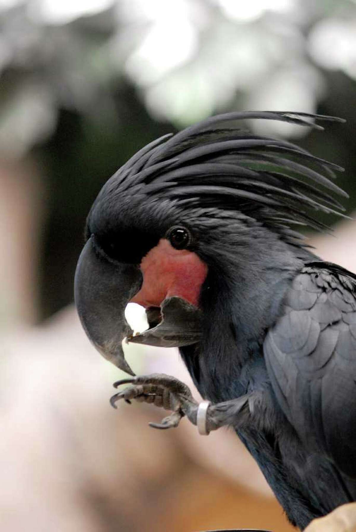 Most expensive exotic pets