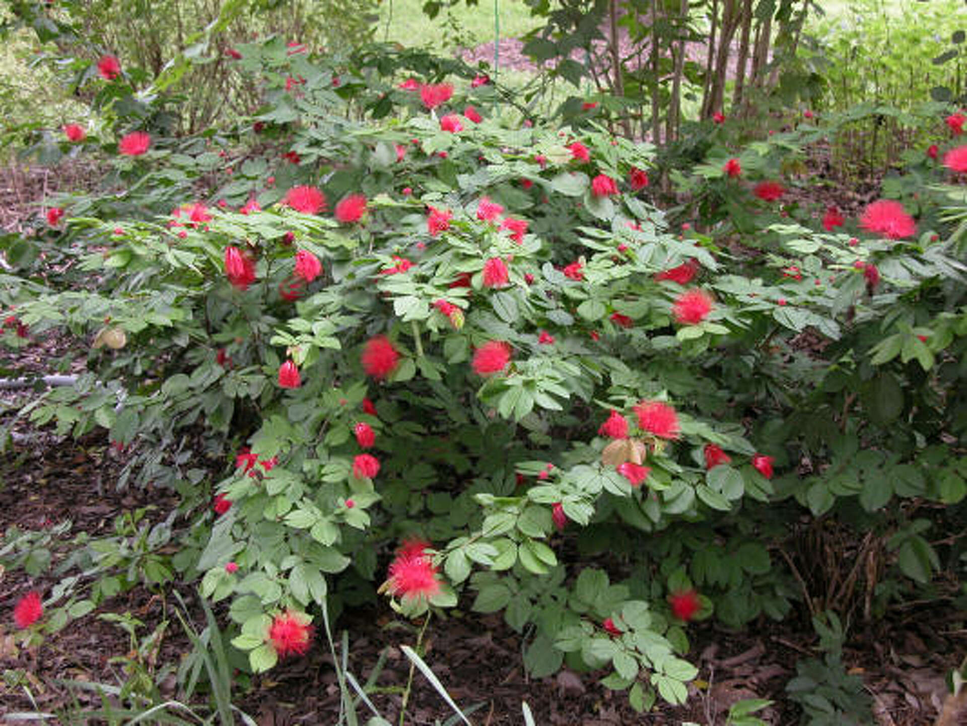 Add a little fireworks to your garden