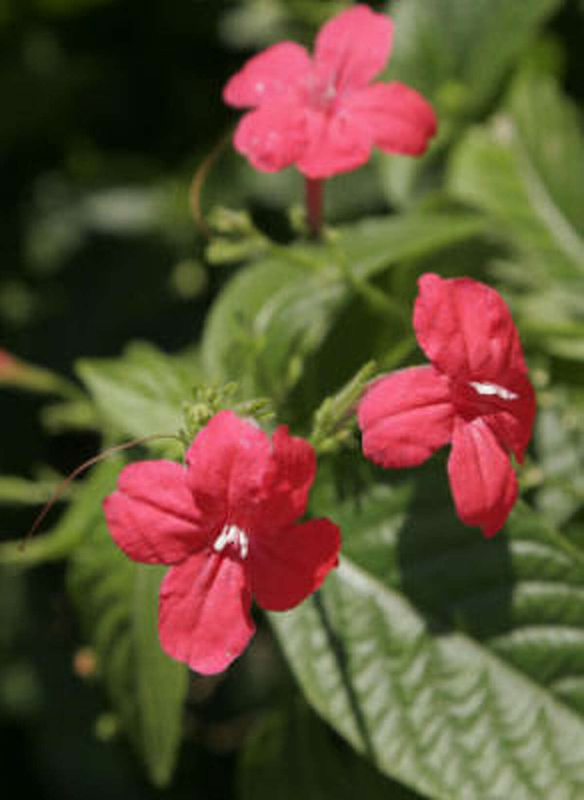 Add a little fireworks to your garden