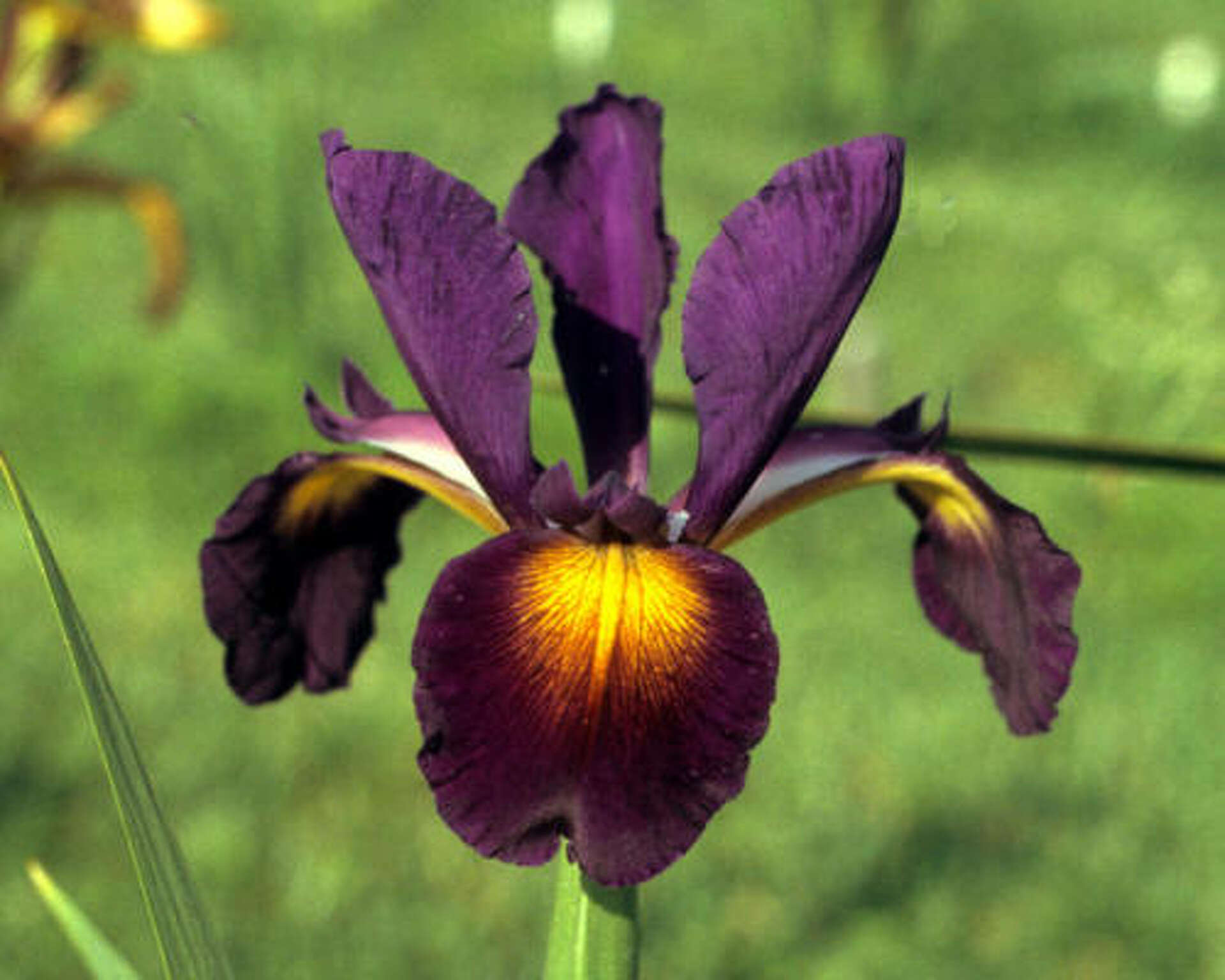 Irises