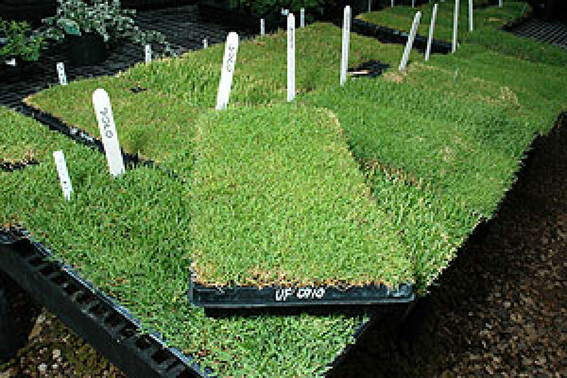 New Texas Tech grass made for shade