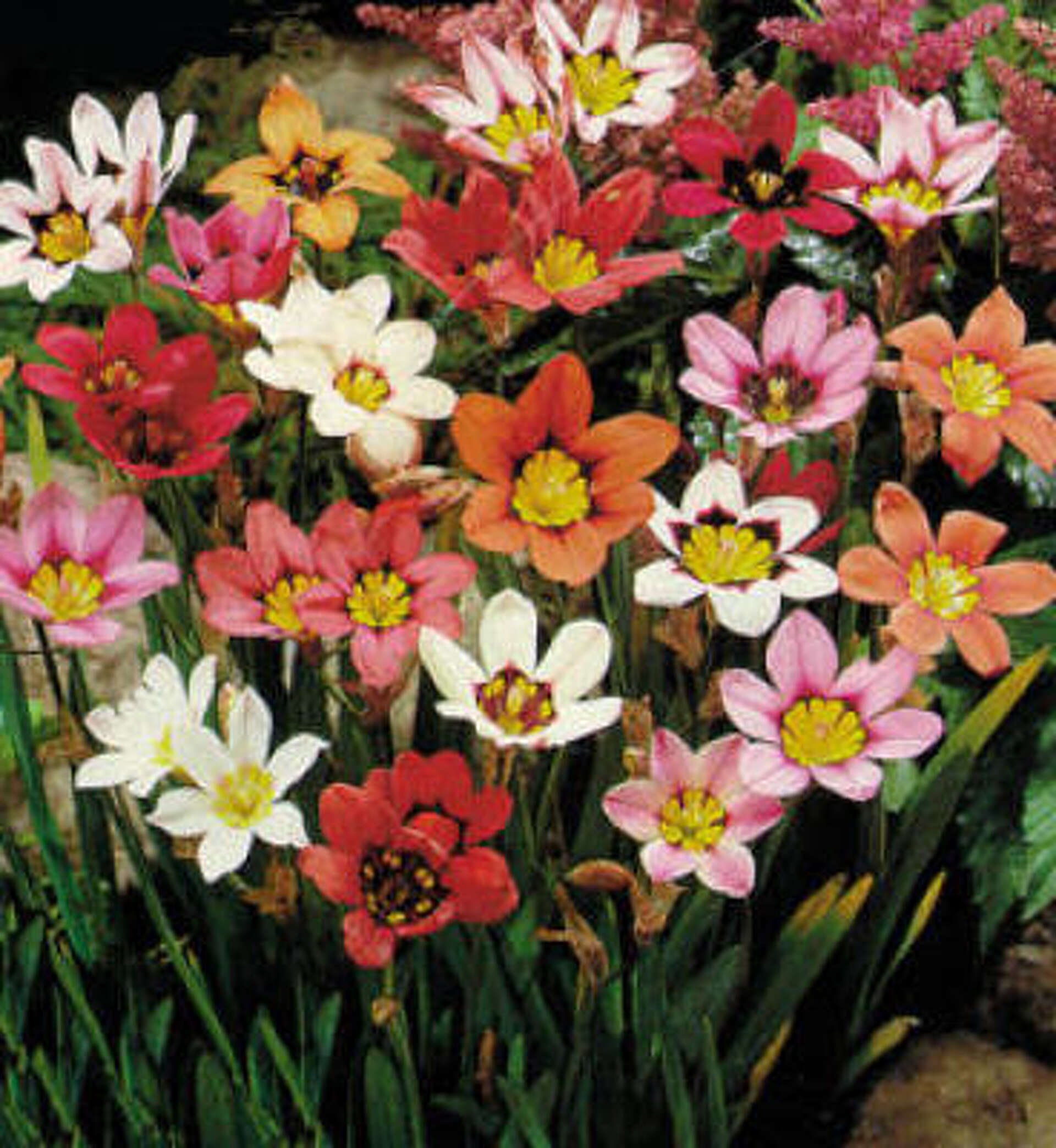 Naturalizing bulbs