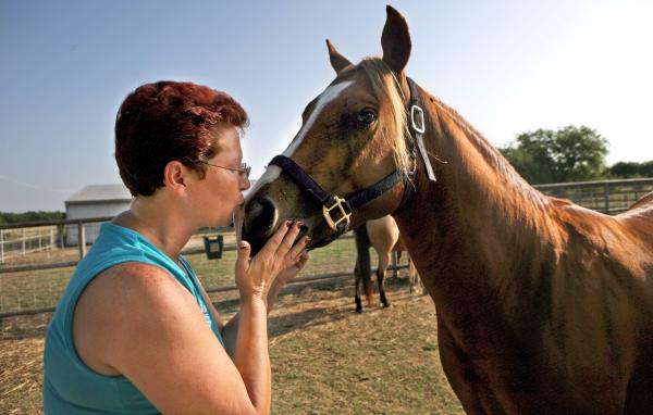 Neglected horses given second chance at life