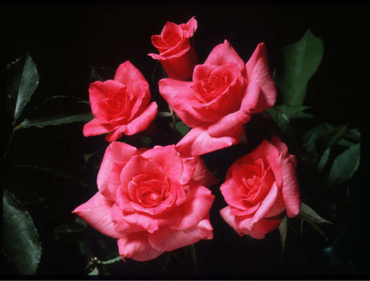 How to prune a rose bush