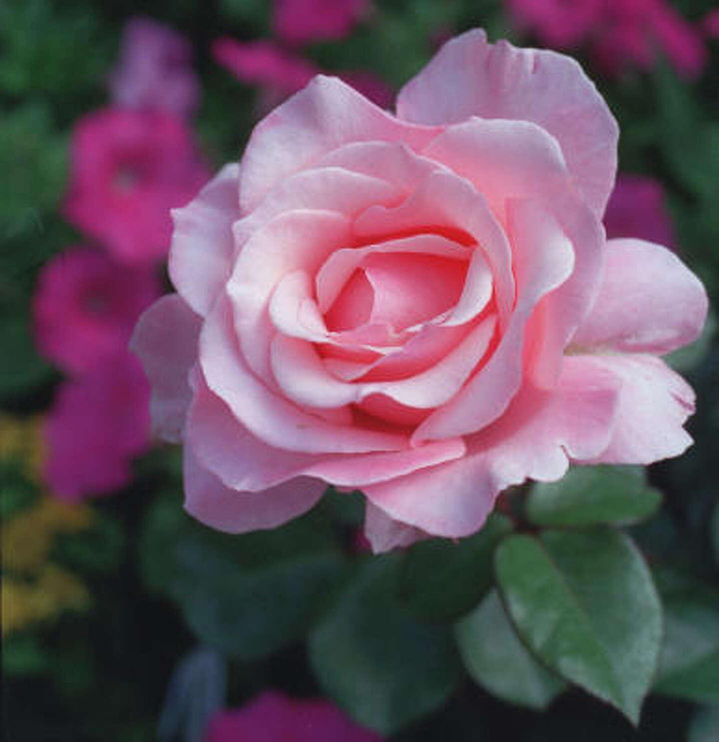 How to prune a rose bush