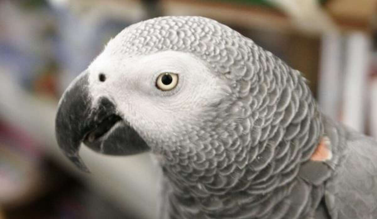 Alex the parrot remembered in book