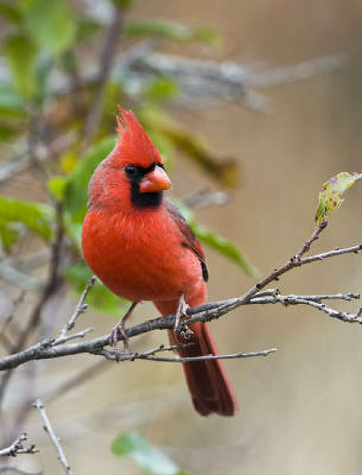 Are Male Cardinals Aggressive Ouestny Are Male Cardinals Aggressive Ouestny