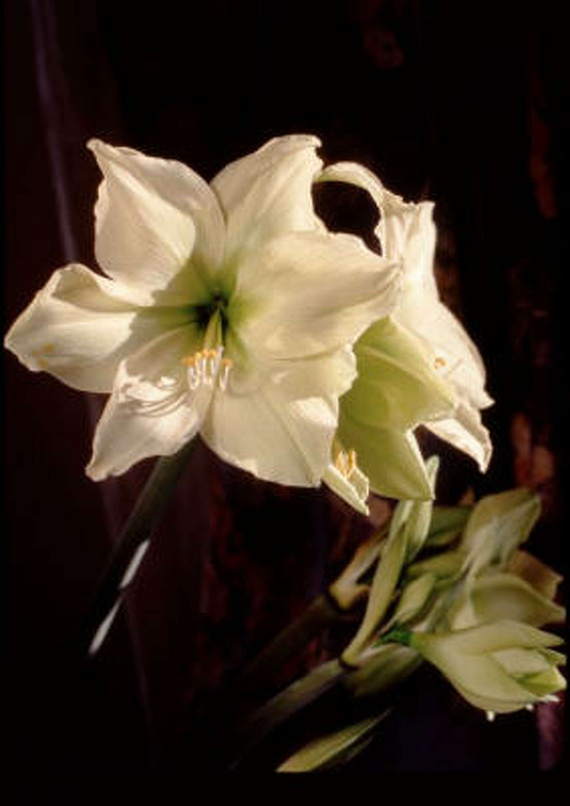 10 frequently asked amaryllis questions