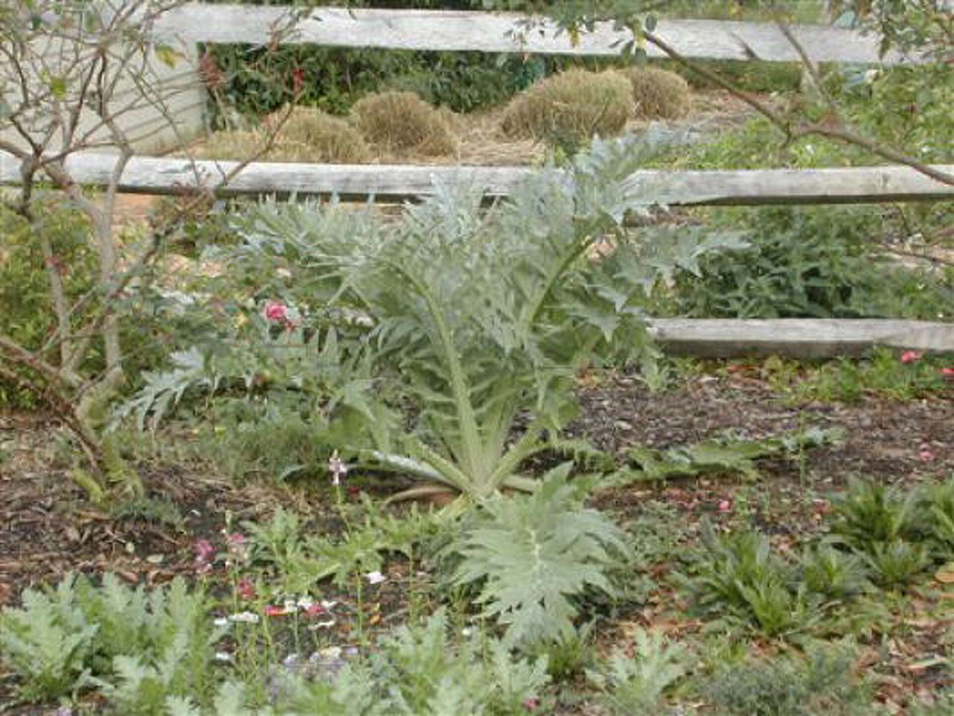 All about the artichoke-like cardoon