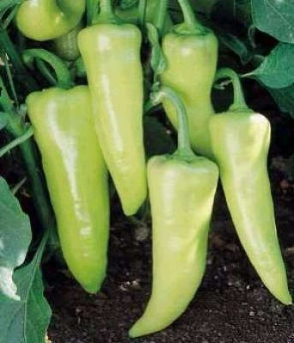 Pepper plants