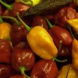 Pepper plants - Houston Chronicle