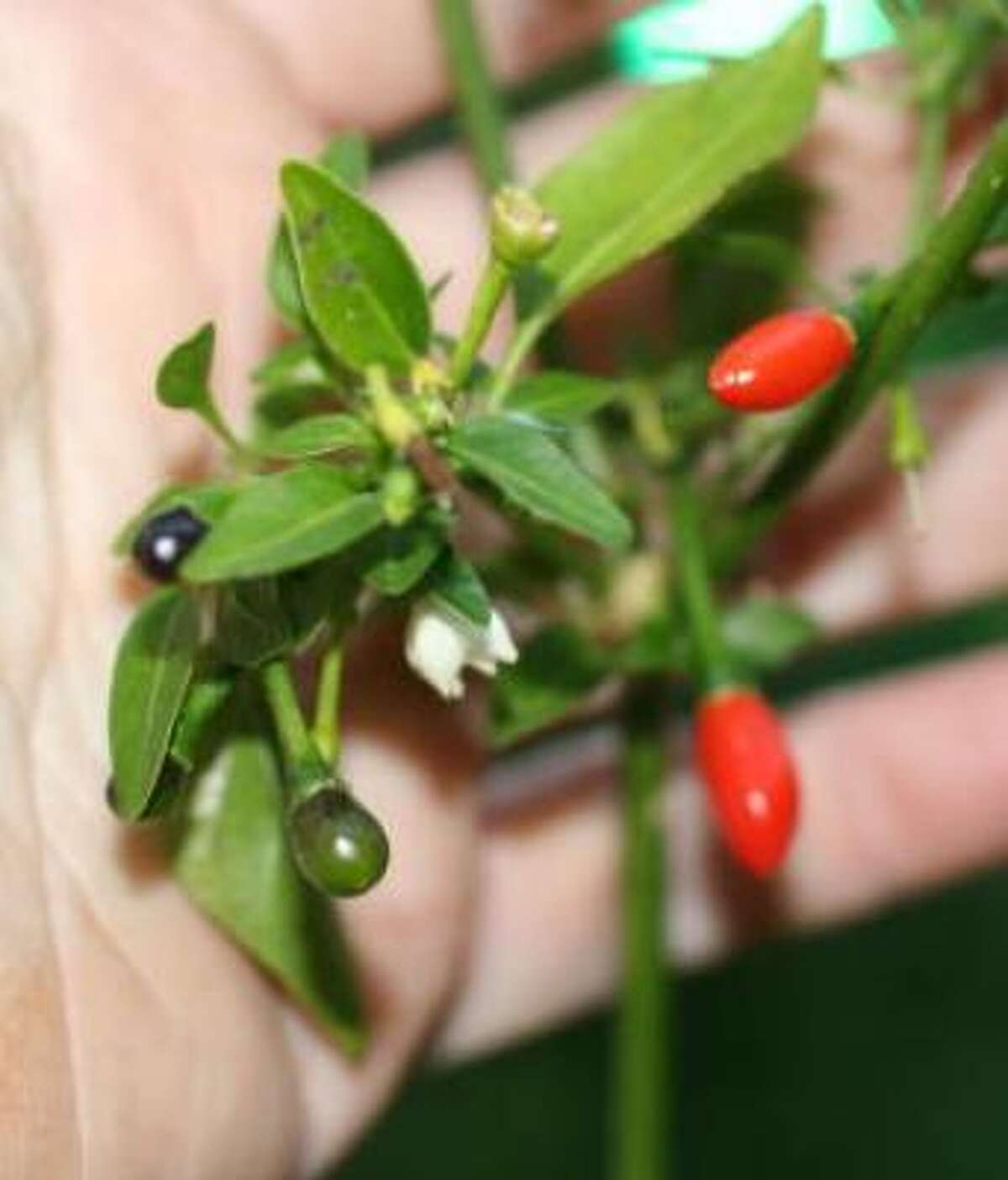 Pepper plants