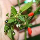 Pepper plants - Houston Chronicle