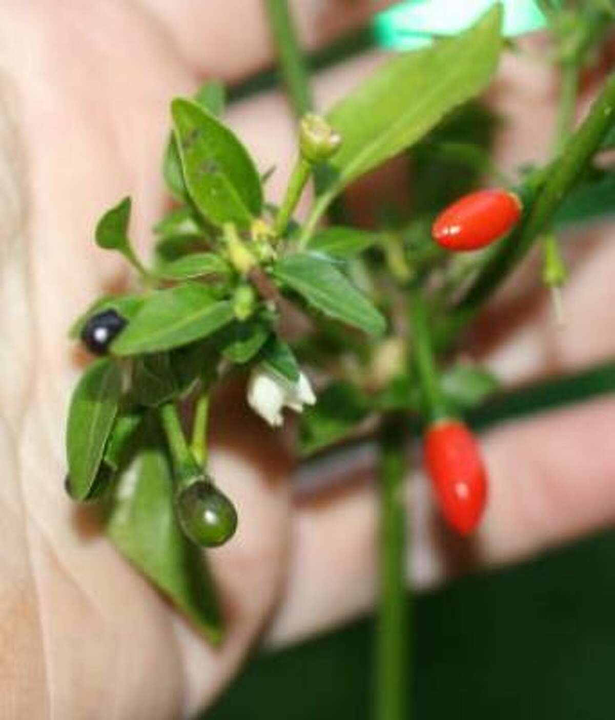 Pepper plants