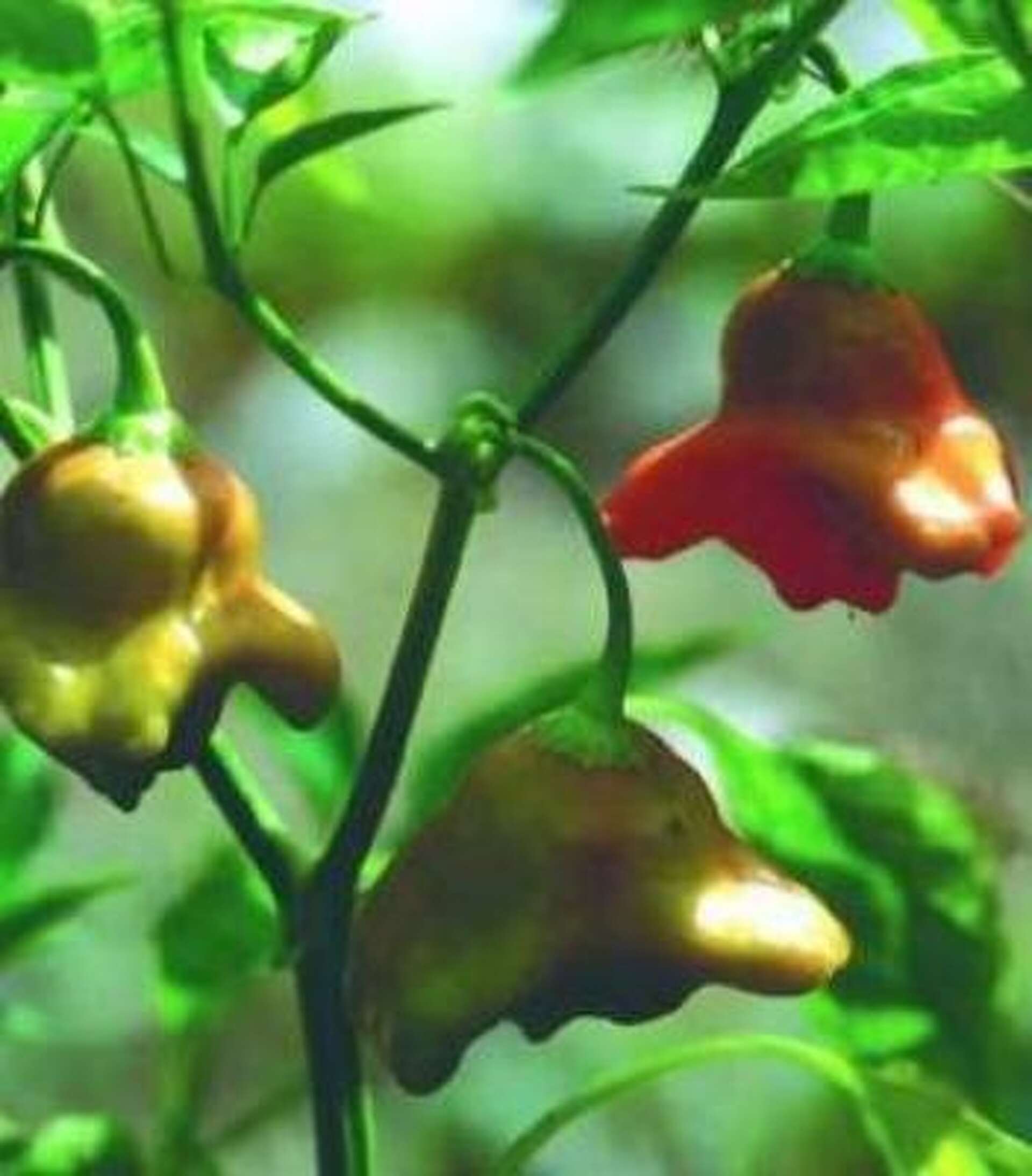 Pepper plants