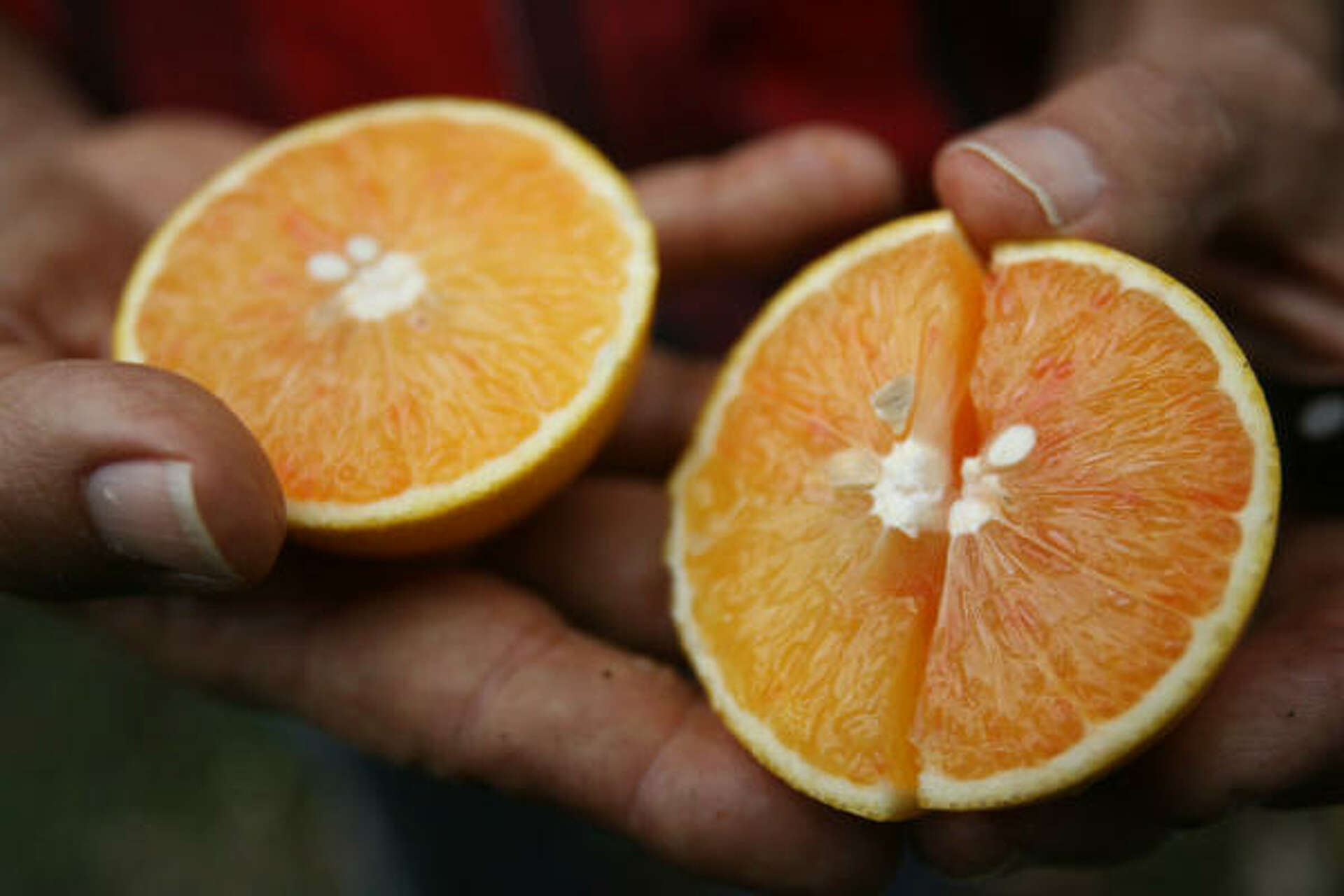 Panzarella has Texas' most diverse citrus crop