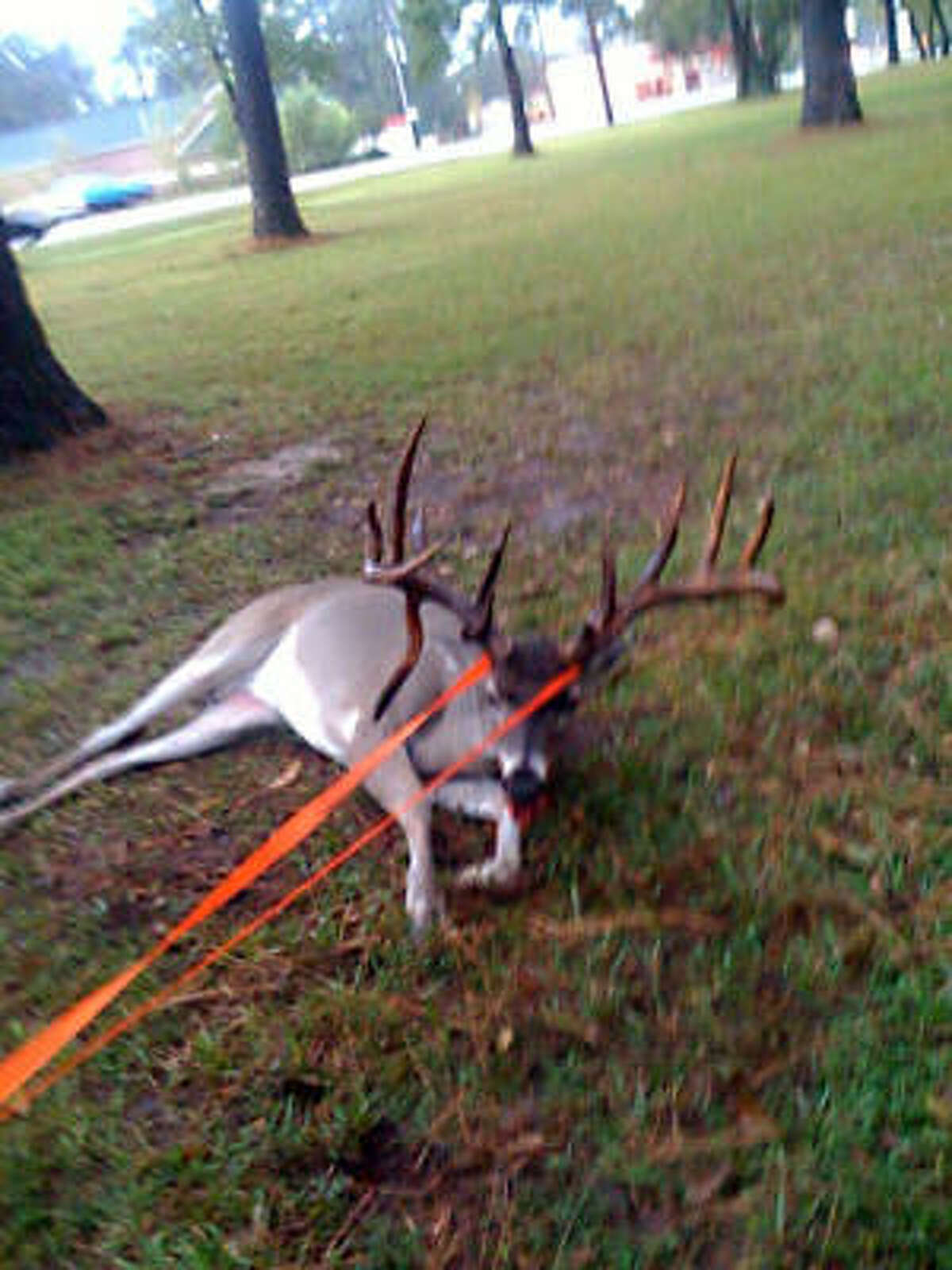 Game warden solves mystery of Northgate Buck