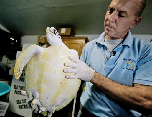 Wounded sea turtle to be fitted with prosthetic flipper