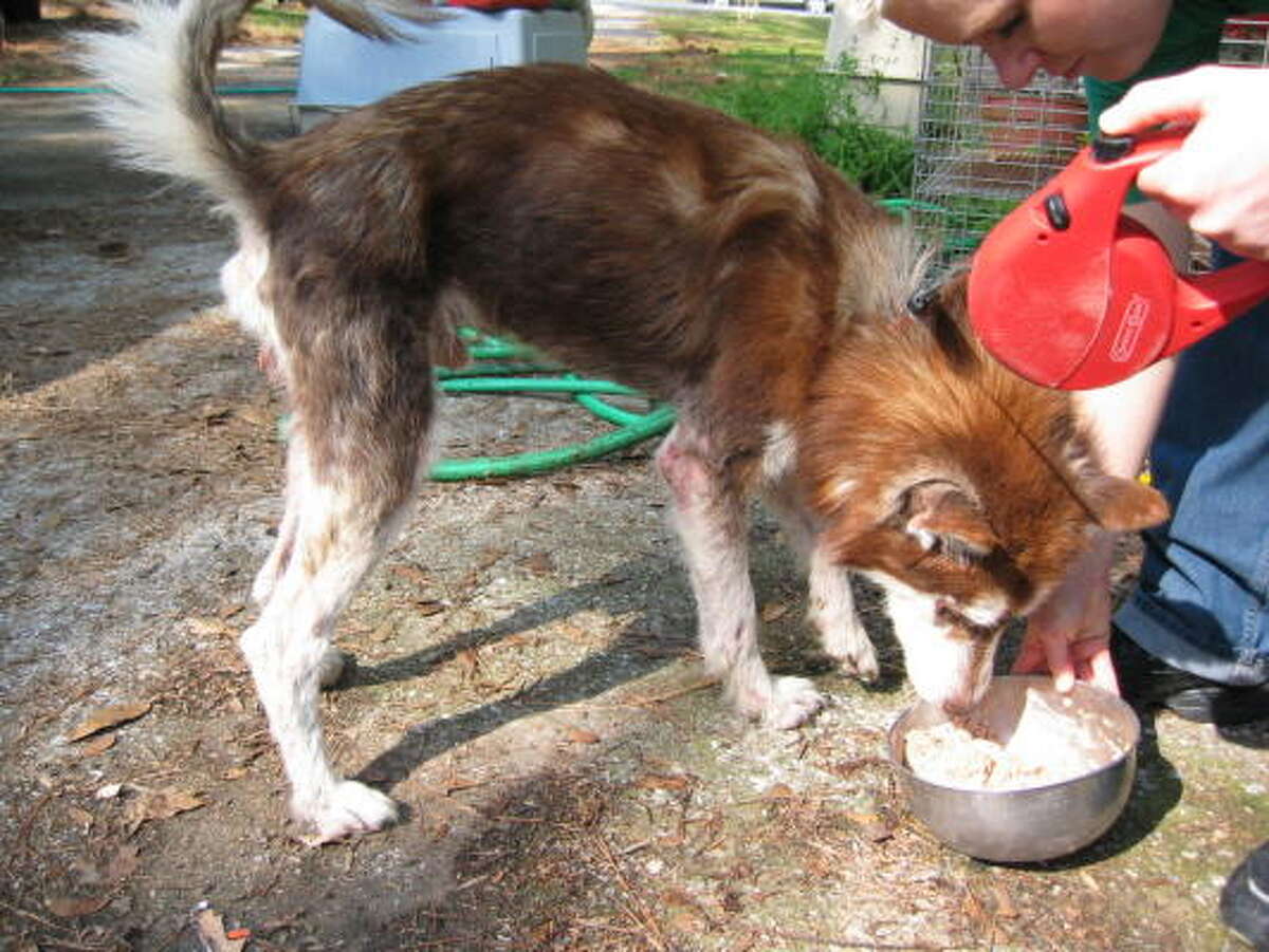 Siberian husky is a pet-rescue success story
