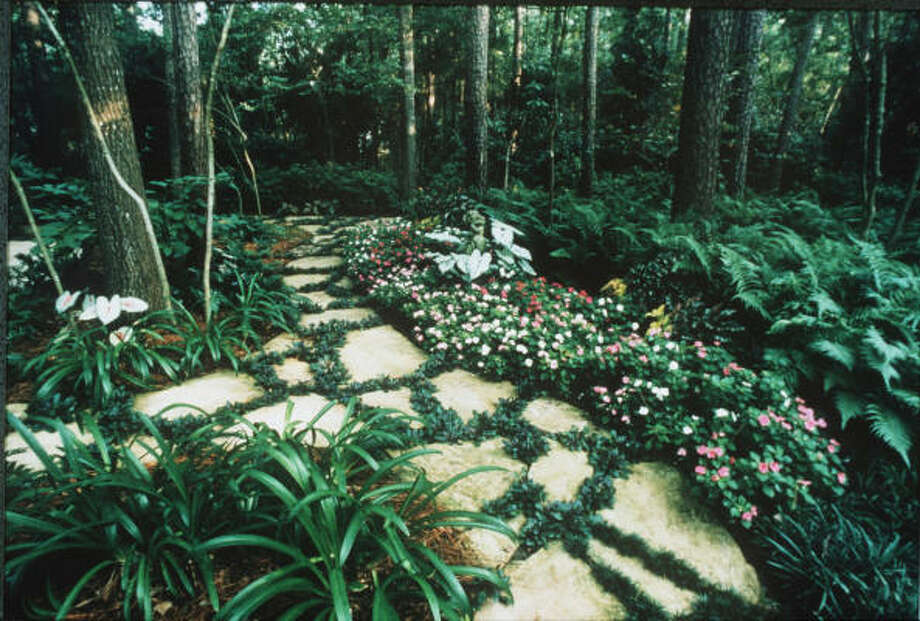 Groundcovers for shade - Houston Chronicle