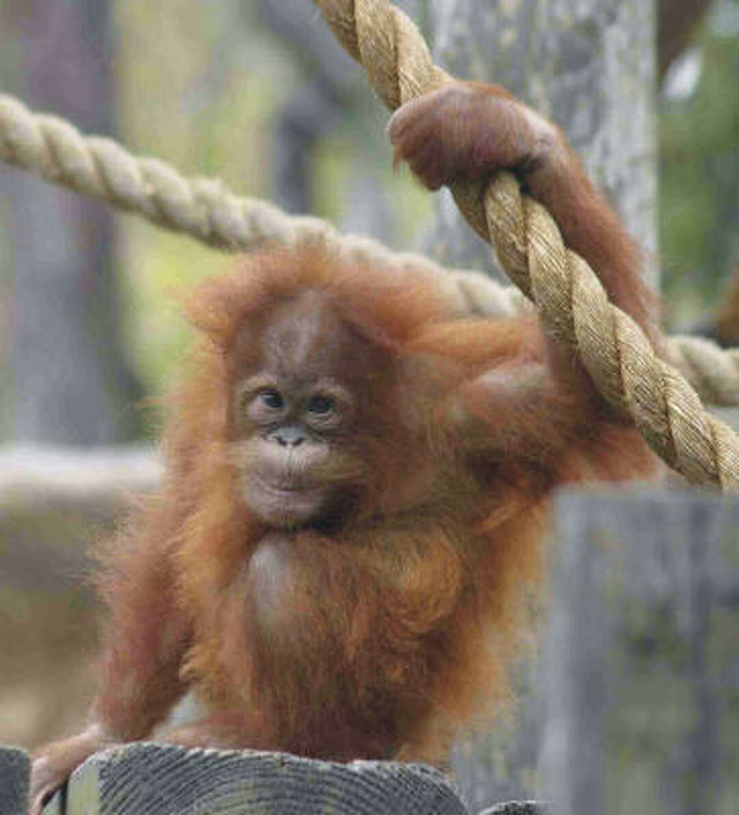 Seeking sanctuary for orangutans at the zoo