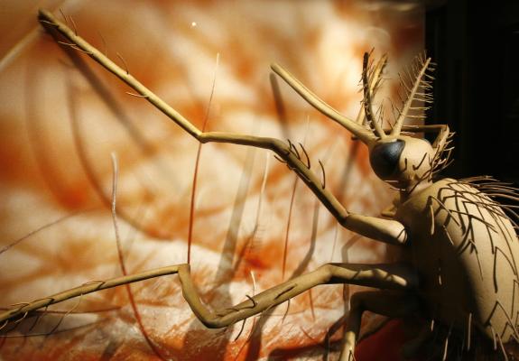 See the world through the eyes of a bug