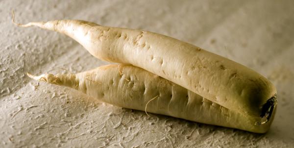 Root for daikon as the wonder radish