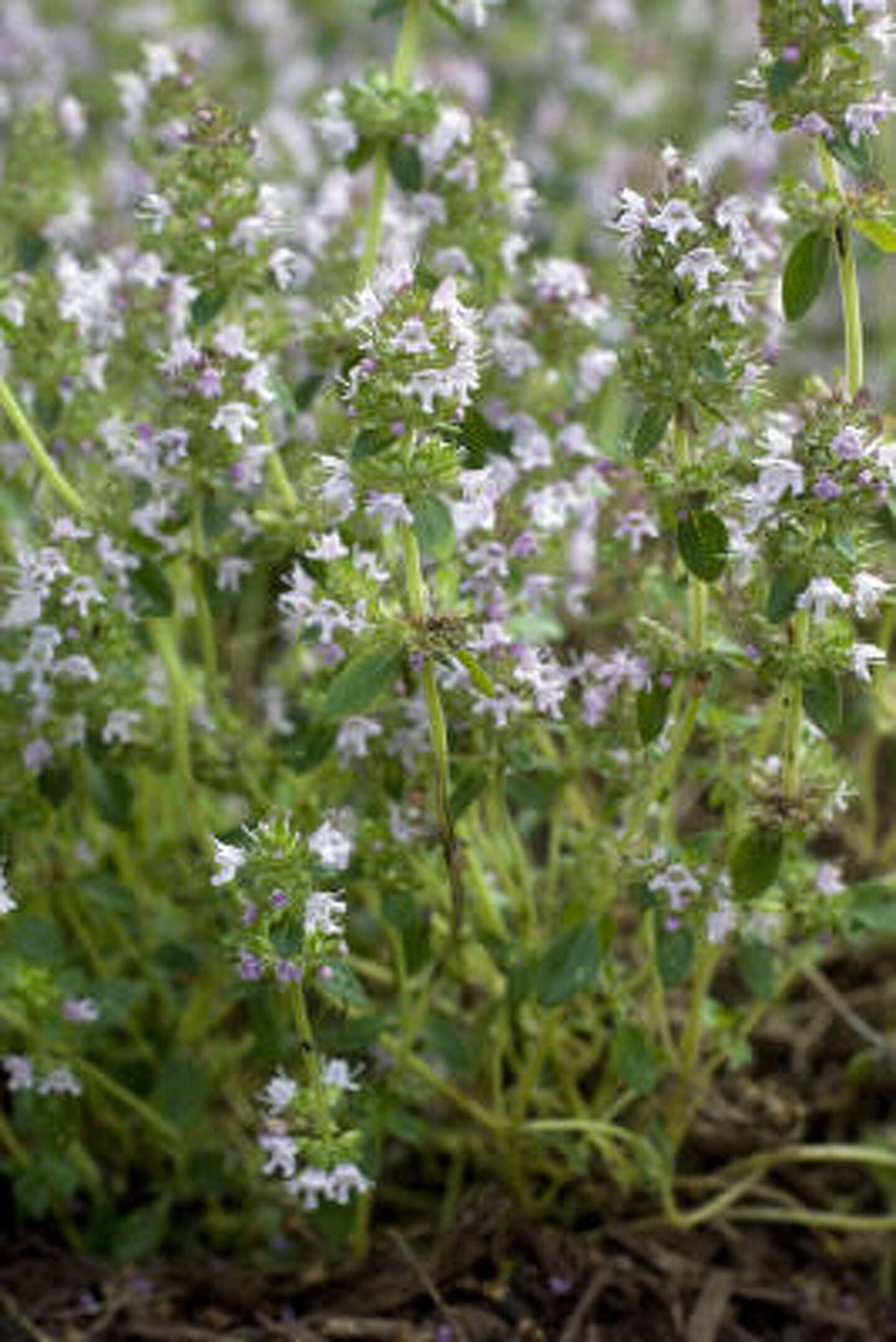 How to grow cool-weather herbs