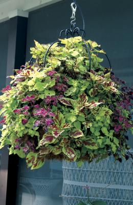 How to make a hanging basket