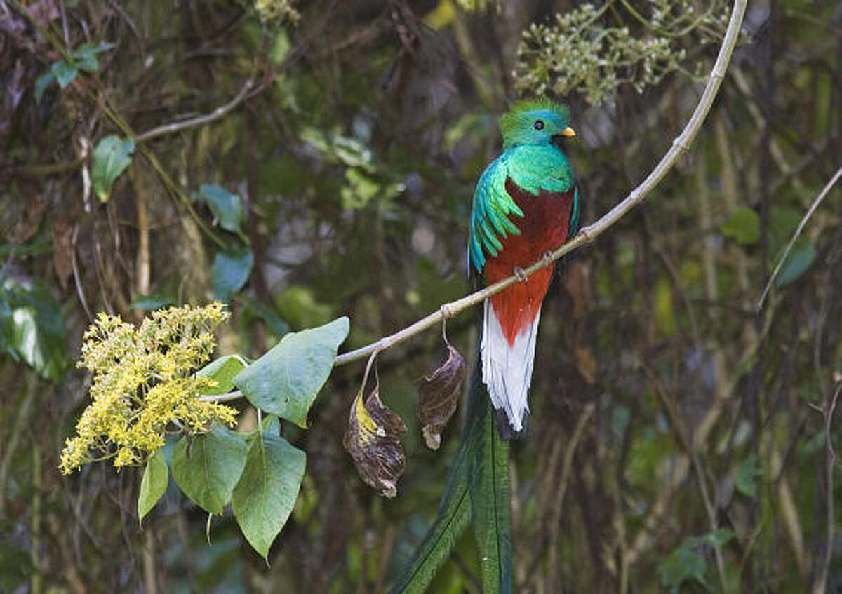 Quetzal a symbol of Costa Rica beauty