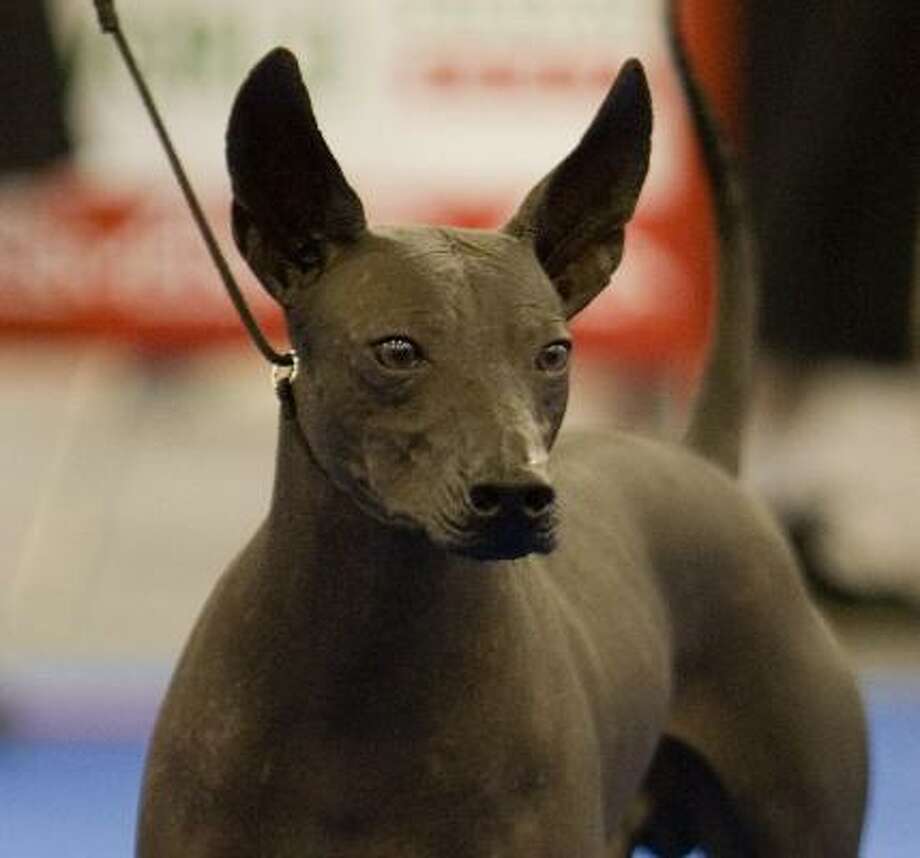 Xoloitzcuintli Teeth