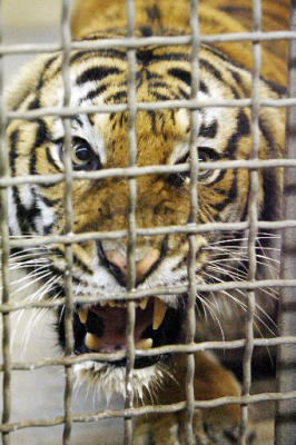 In Houston, zoo visitors don't fear the tigers