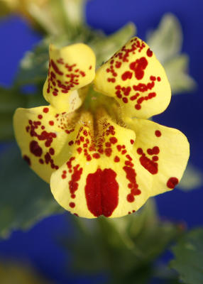 Monkey flowers can dress up any garden