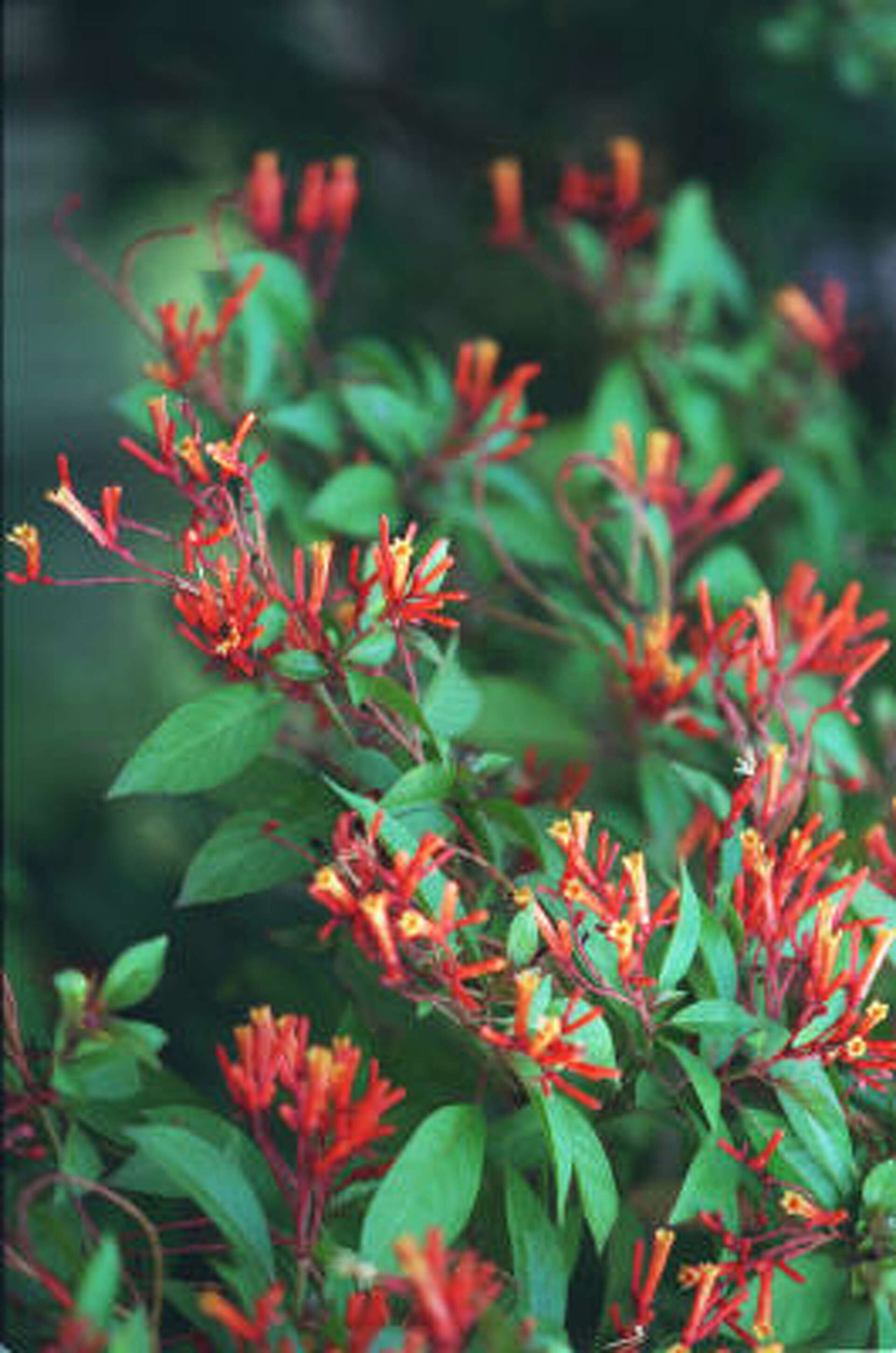 Plants for hummingbirds