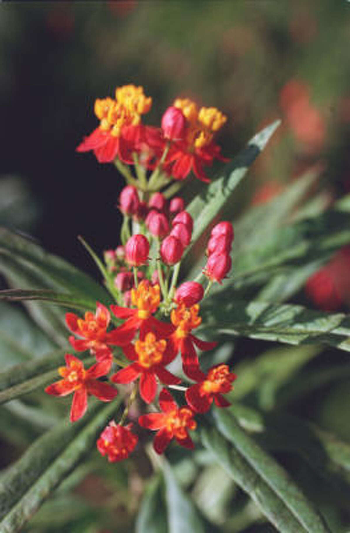 Plants for hummingbirds