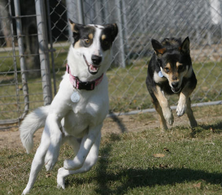 Helping the cave dogs of Ethiopia