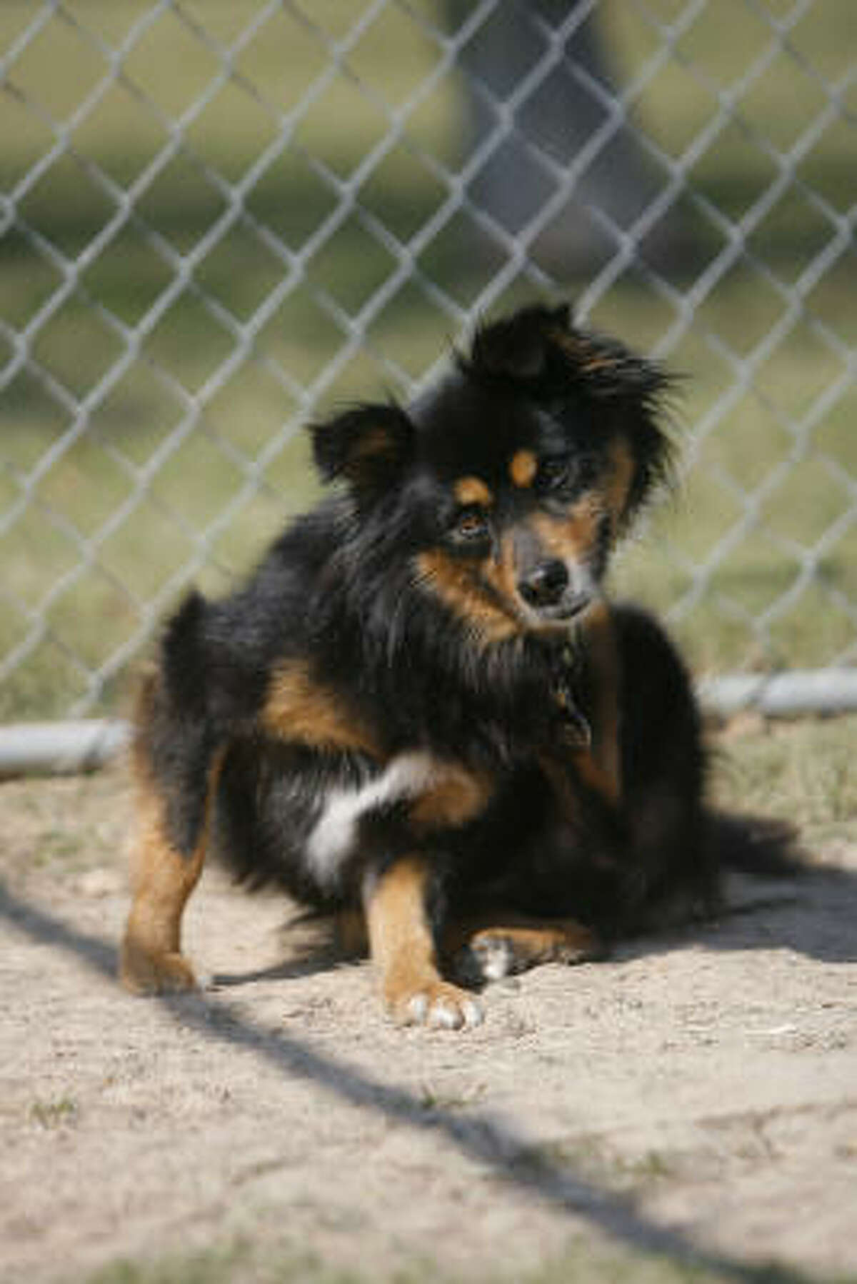 Helping the cave dogs of Ethiopia