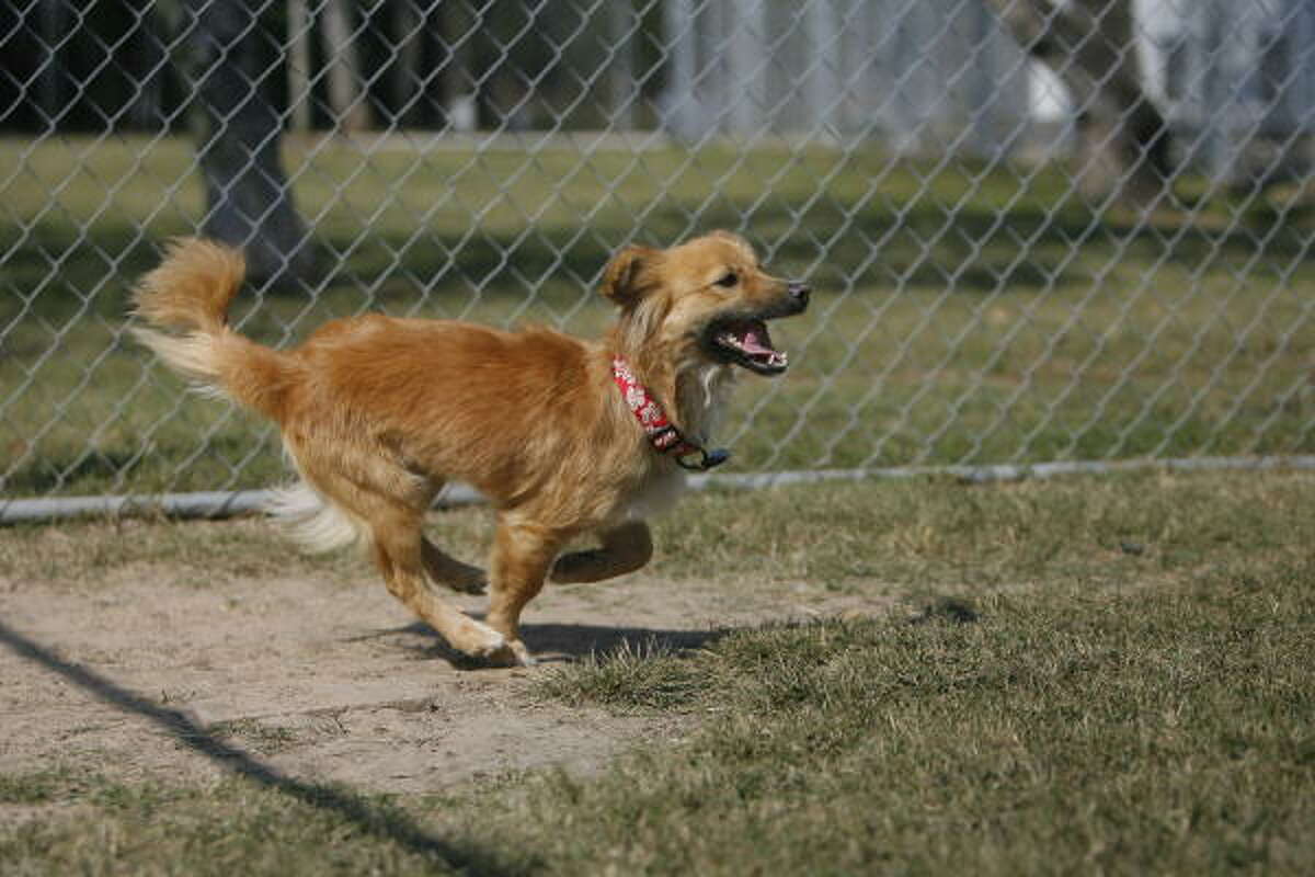 Helping the cave dogs of Ethiopia