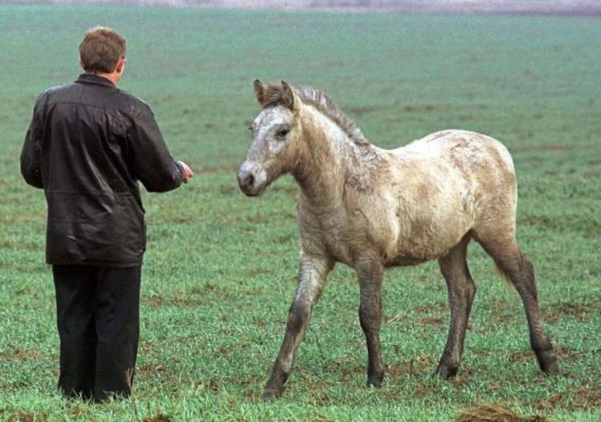 Chernobyl becomes wildlife haven, intriguing biologists