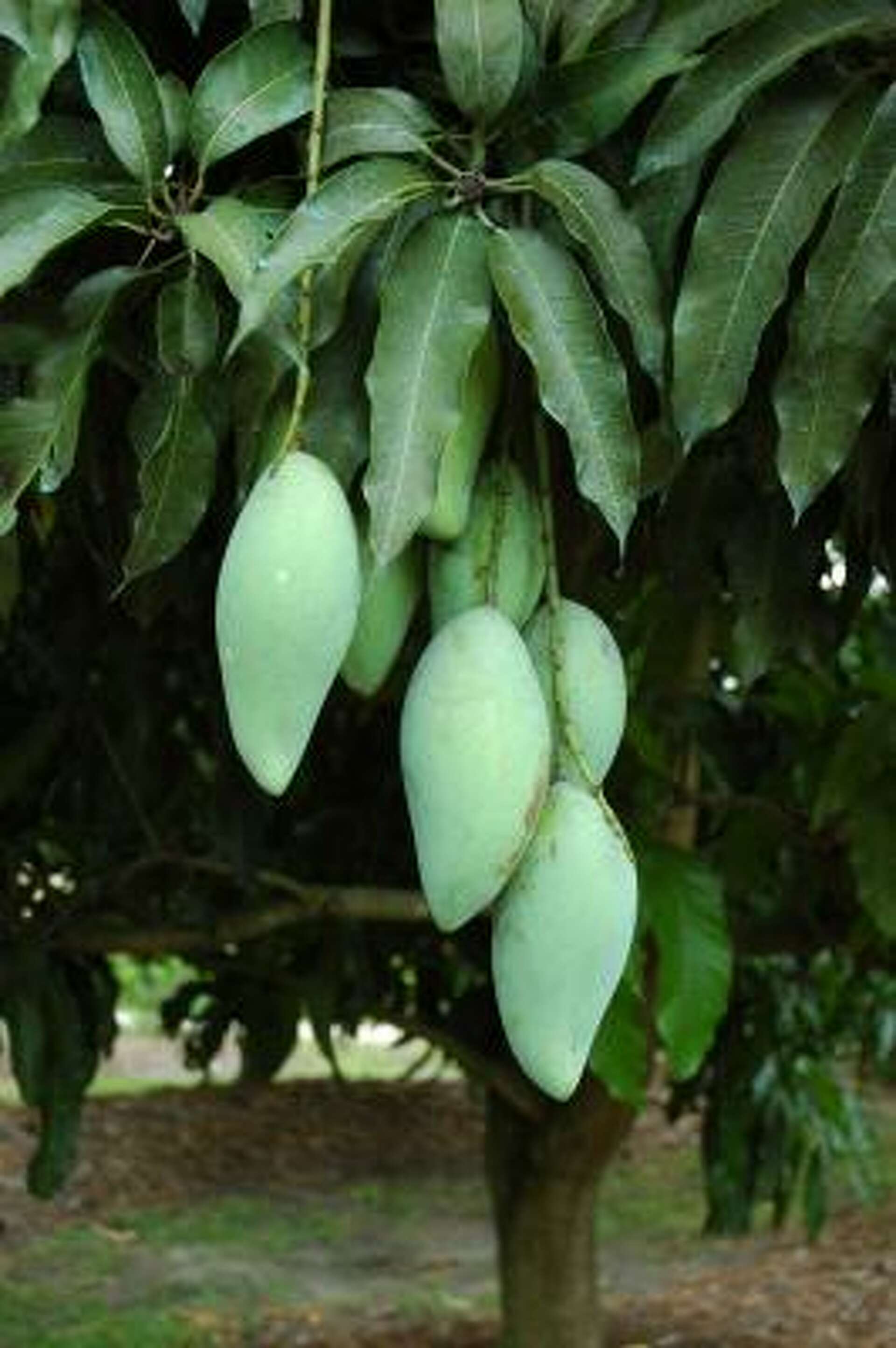 Many fruit trees can adapt to our climate