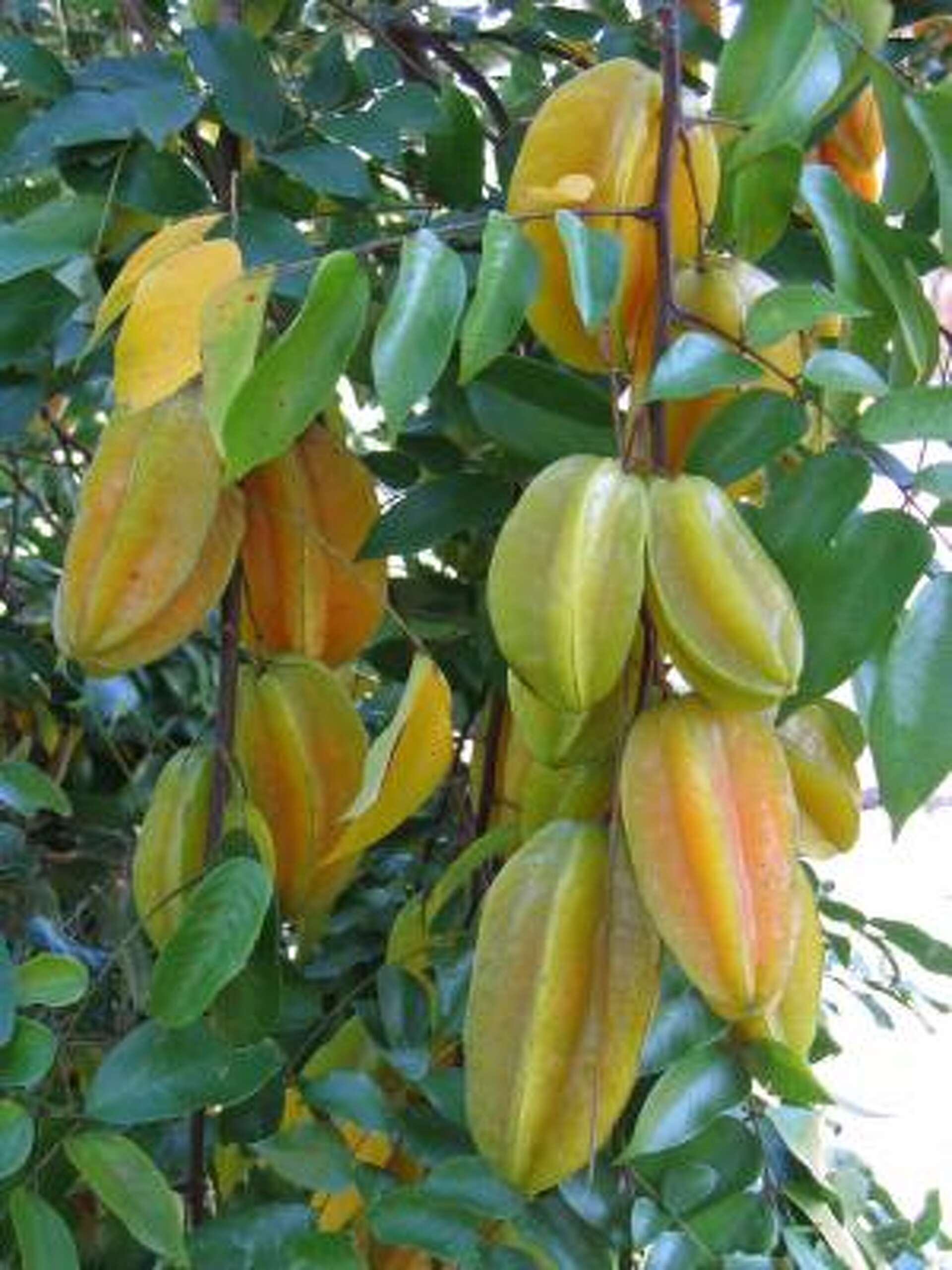 Many fruit trees can adapt to our climate