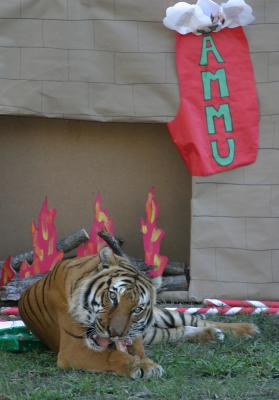 Even animals like opening presents