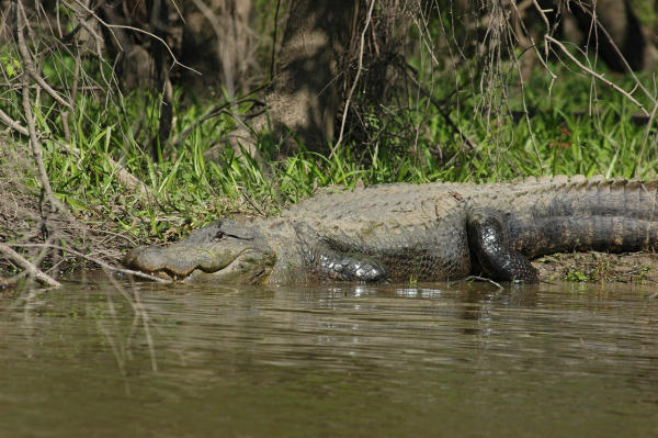 Spring season nets giant alligators