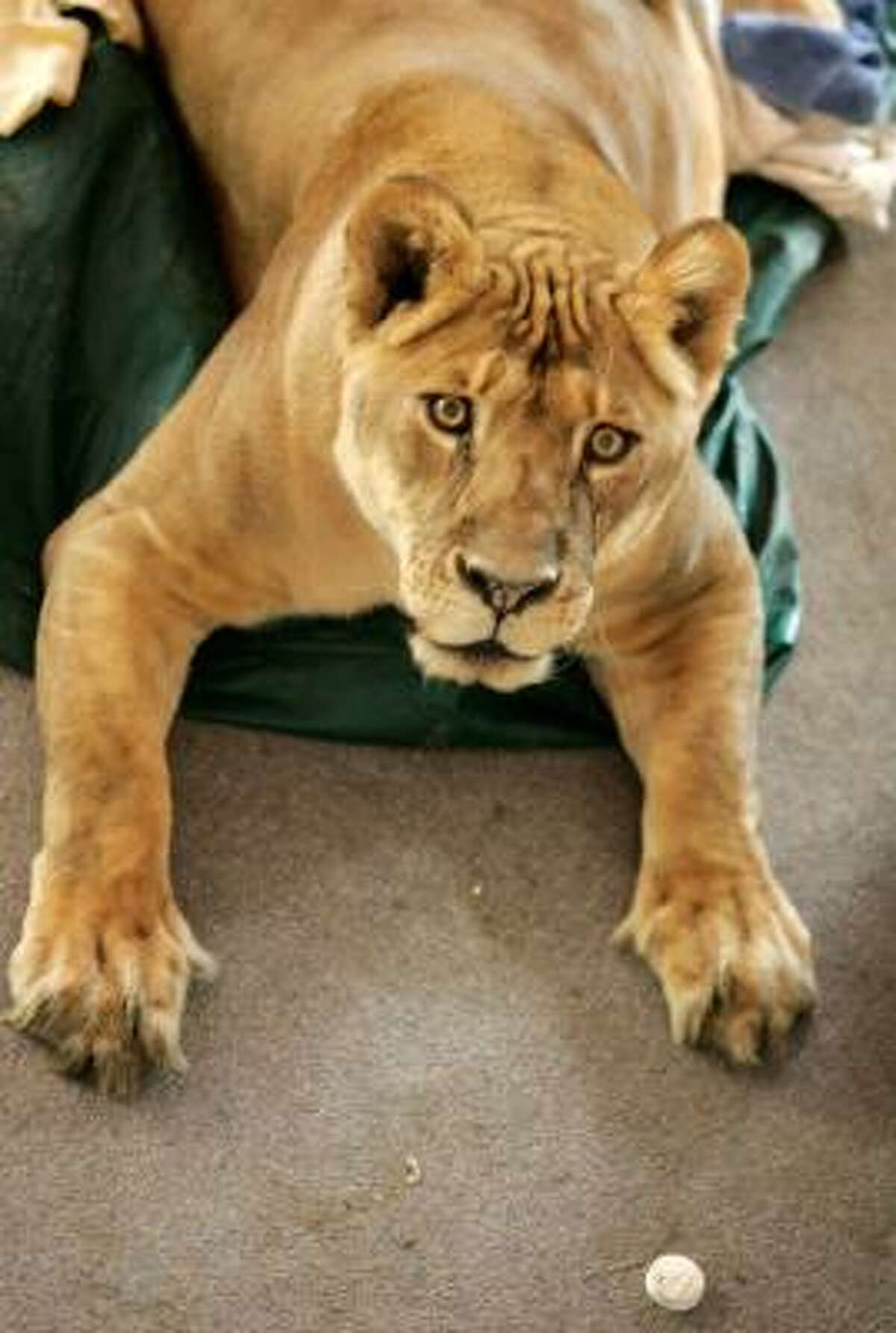 Zoo owner who holed up in church with lion during Ike dies aged 61